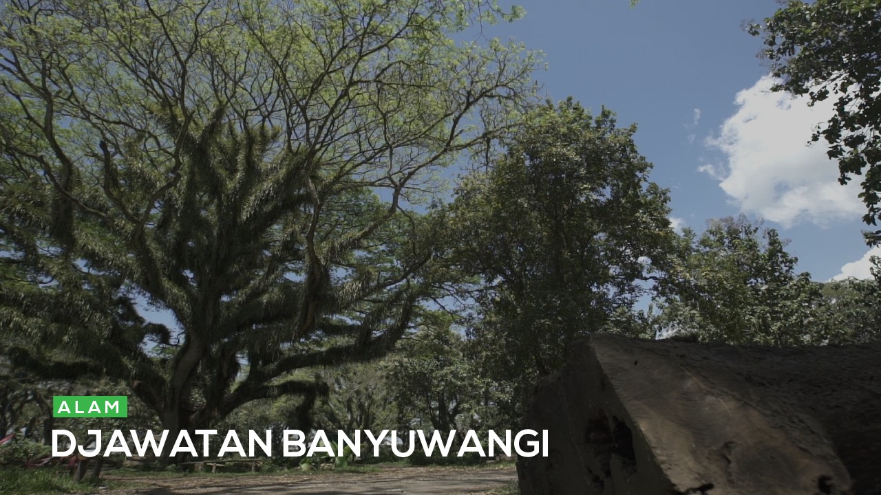 Alam Indonesia: Hutan Trembesi Djawatan Banyuwangi - Rekam Indonesia